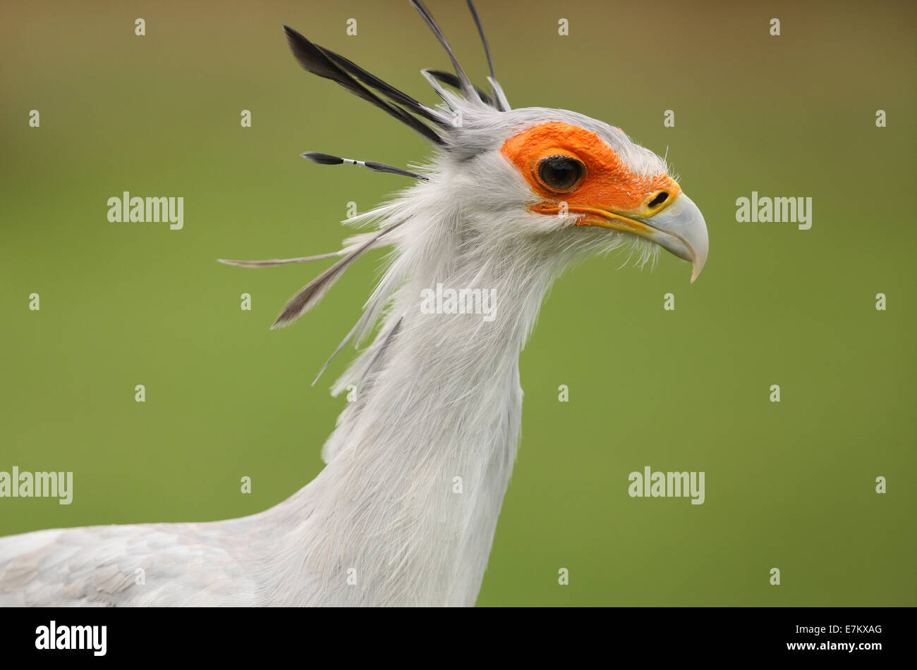 Portrait of a Secretary Bird Stock Photo - Alamy