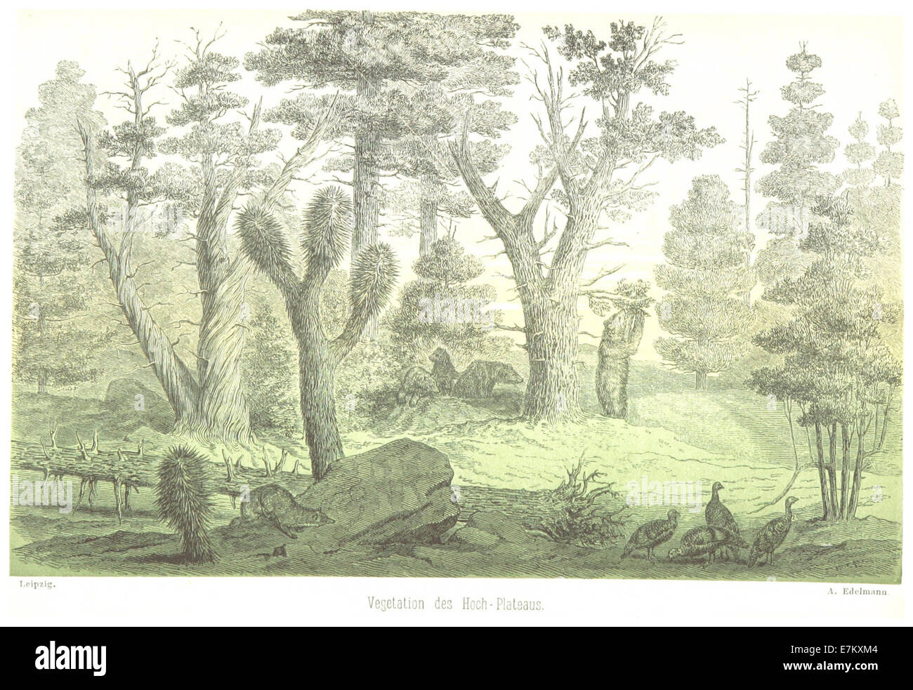 Möllhausen's 1861 drawing highlights the vegetation of high plateaus ...