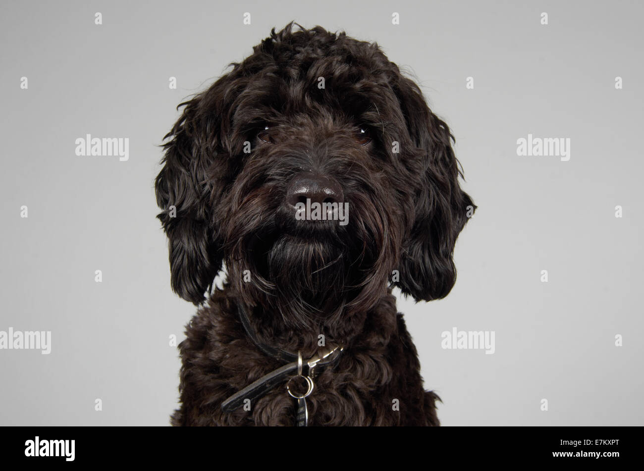Male Springer Doodle Stock Photo - Alamy