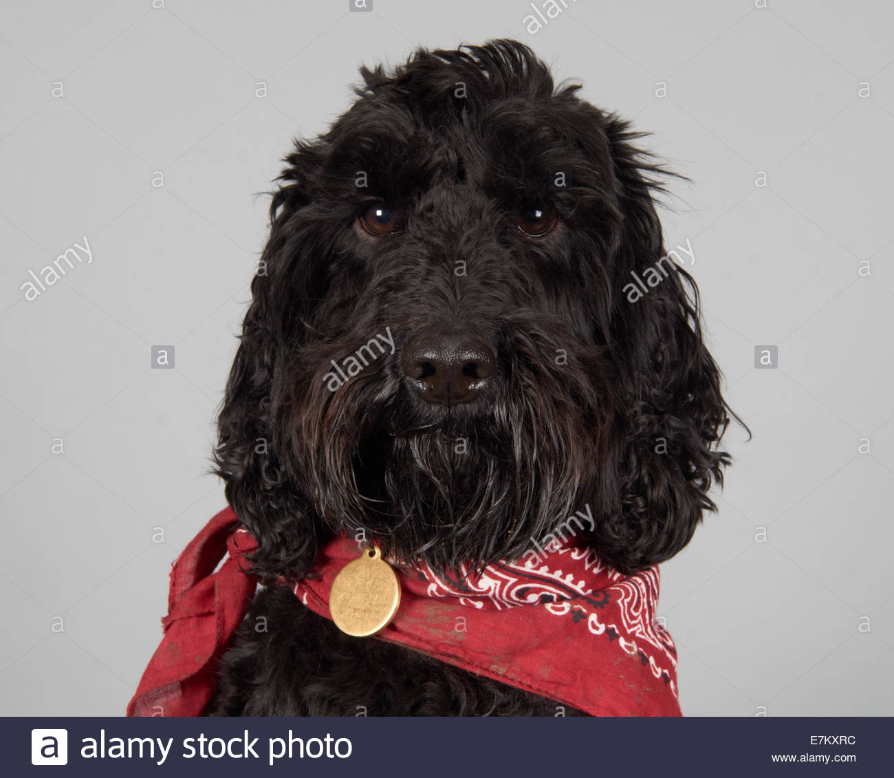 Black Cockapoo Stock Photos & Black Cockapoo Stock Images - Alamy