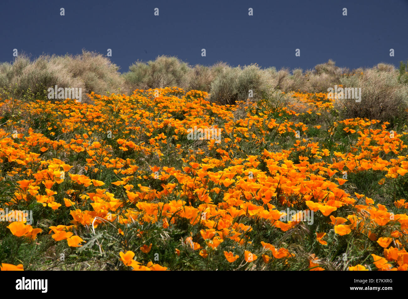 California poppies and rabbit bush on hillside in California Poppy ...