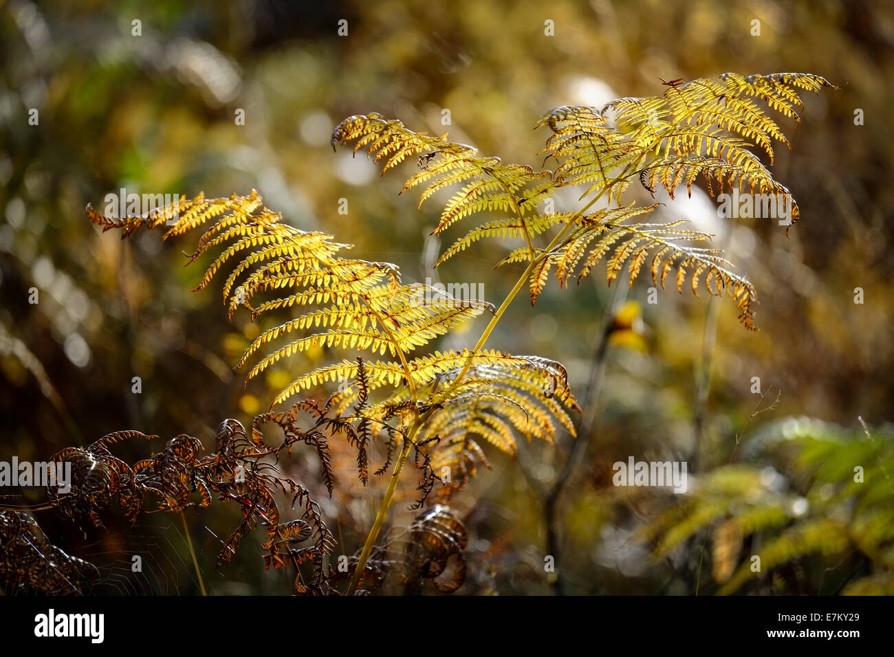 Ferns in the sun Stock Photo - Alamy
