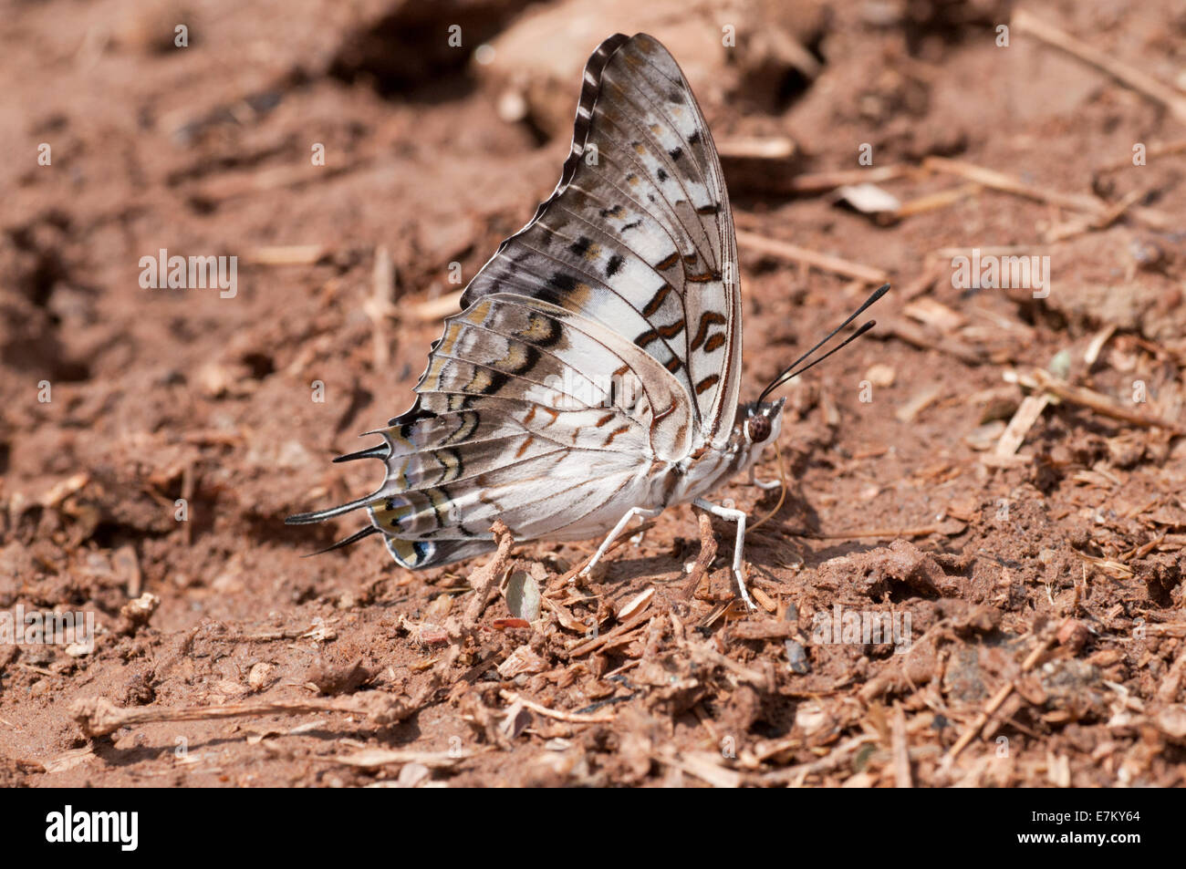 Bush Charaxes photographed mud-puddling in Mole National Park, Ghana ...