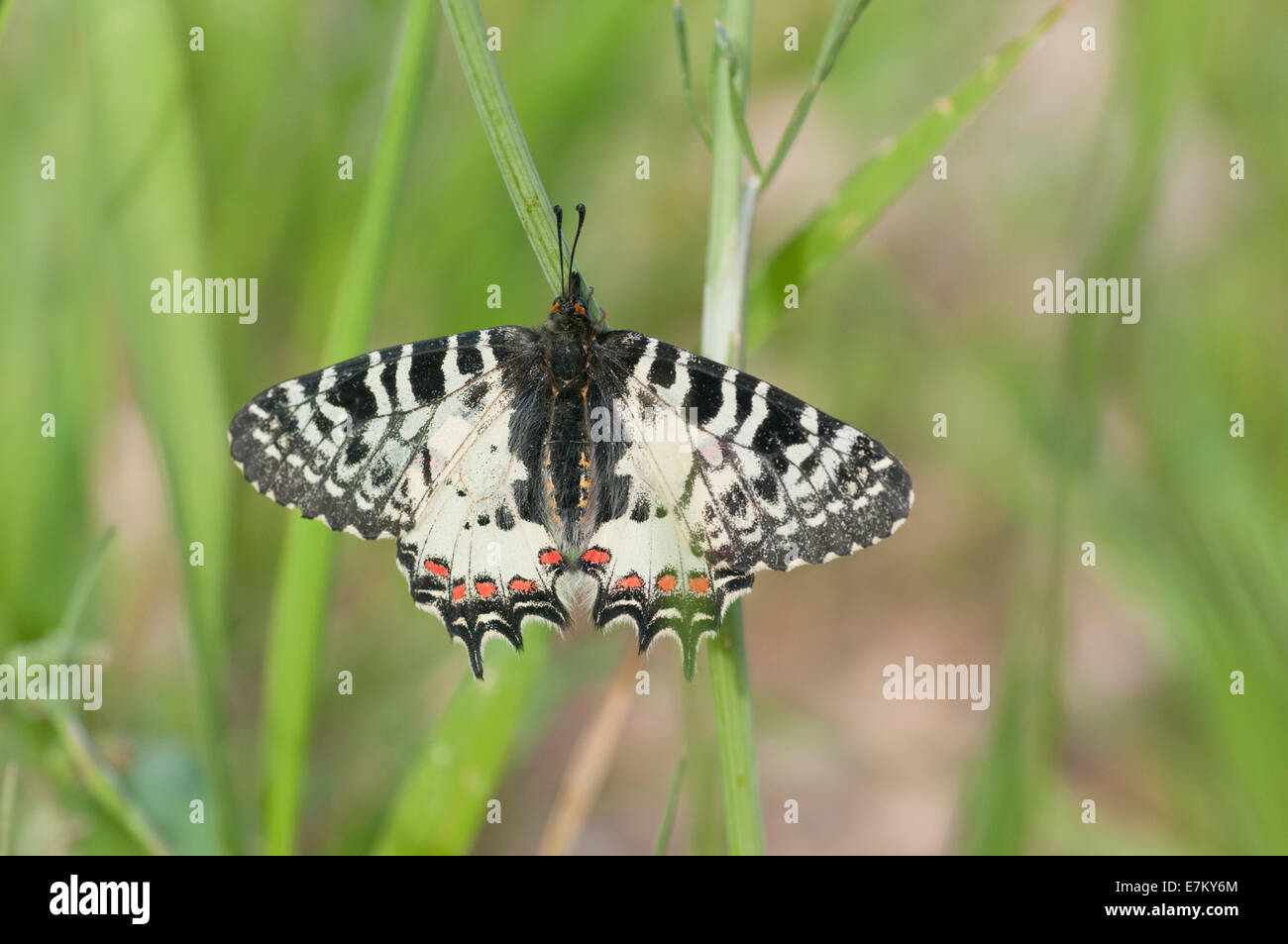 Eastern Festoon resting with open wings Stock Photo - Alamy