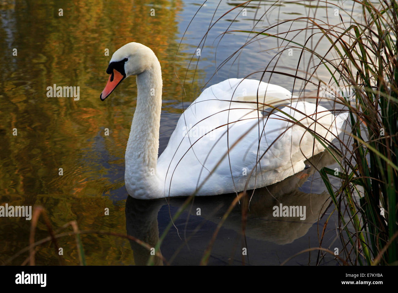 A mute swan on the village pond in the village of Sherrington in ...