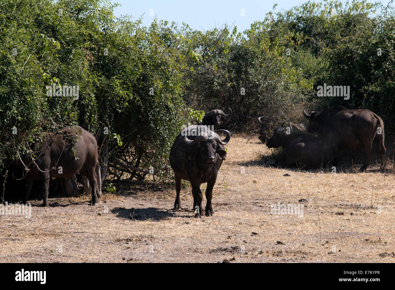 African Buffalo (Syncerus caffer) two adult males, running across track ...