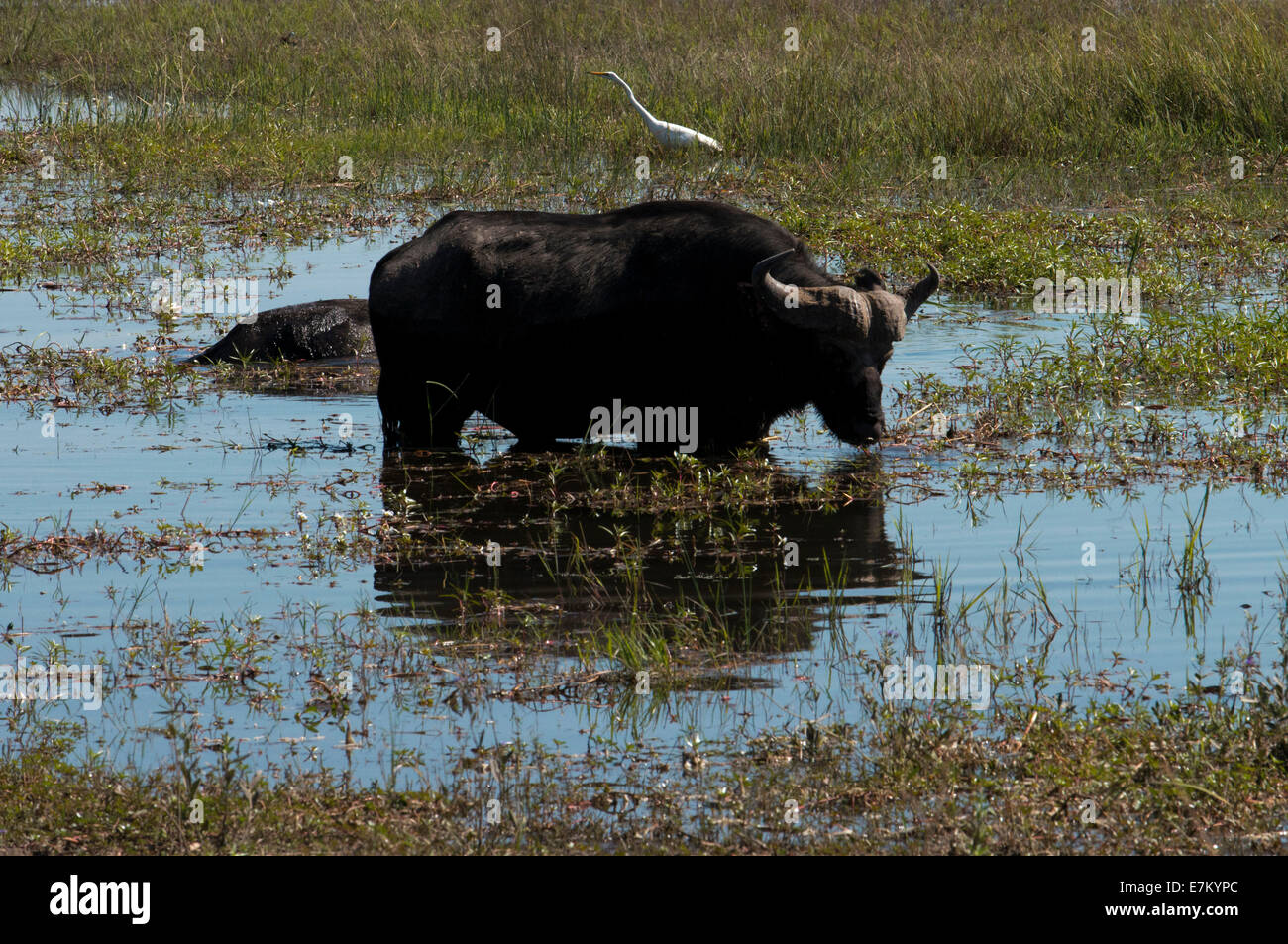 African Buffalo (Syncerus caffer) two adult males, running across track ...
