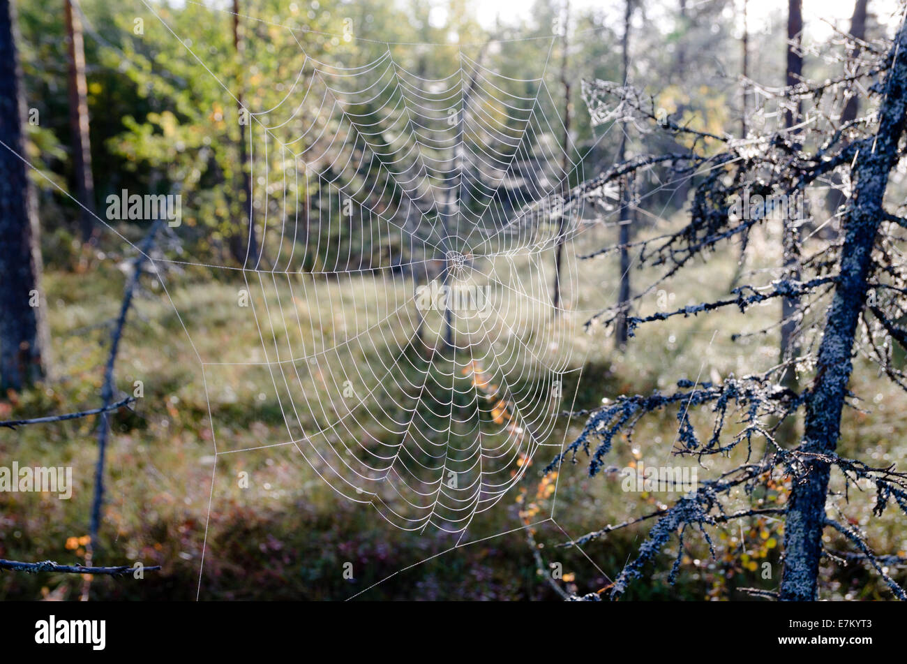 Cobweb between the branches hi-res stock photography and images - Alamy