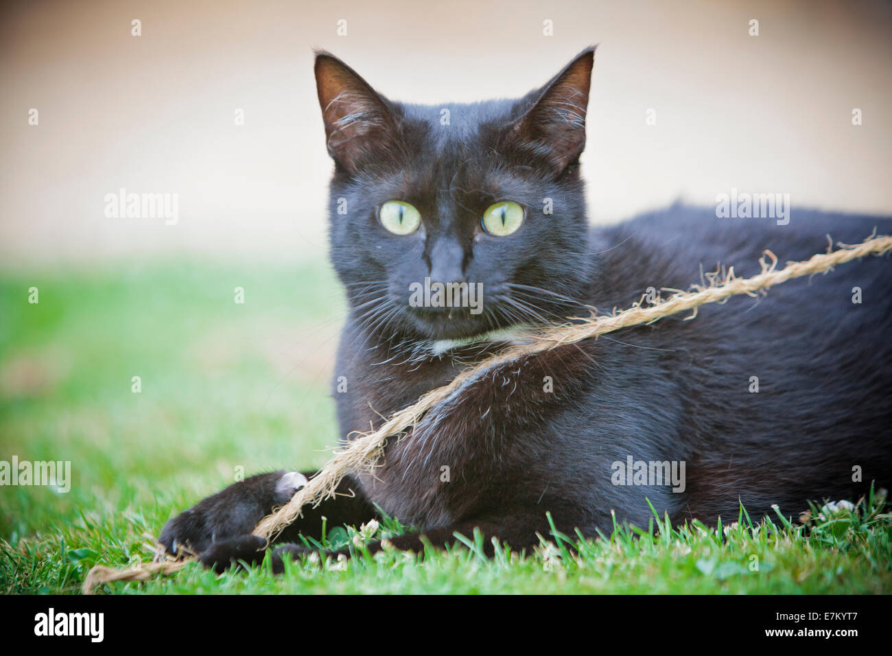 Black cat playing outside Stock Photo - Alamy