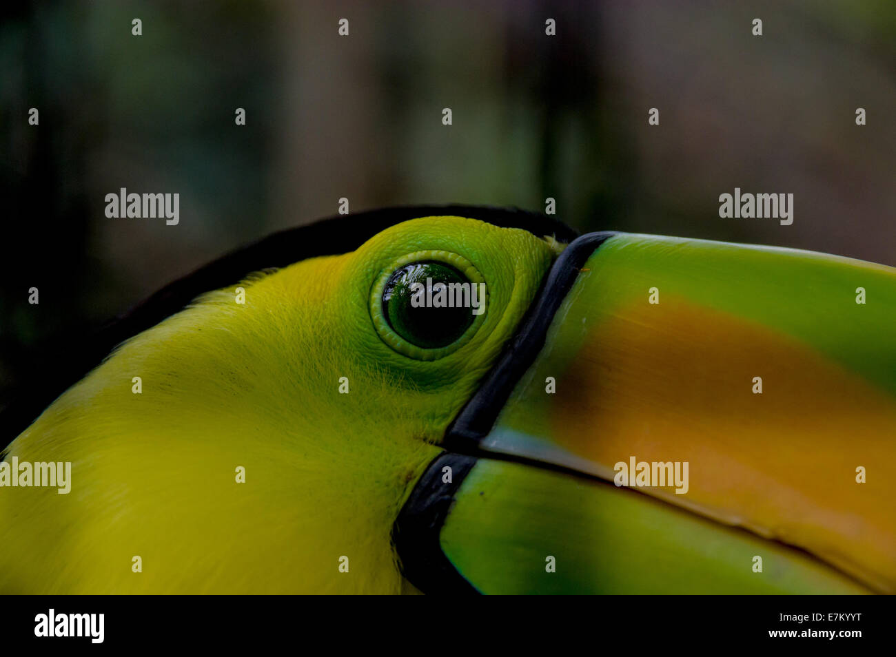 close up of toucan Stock Photo - Alamy