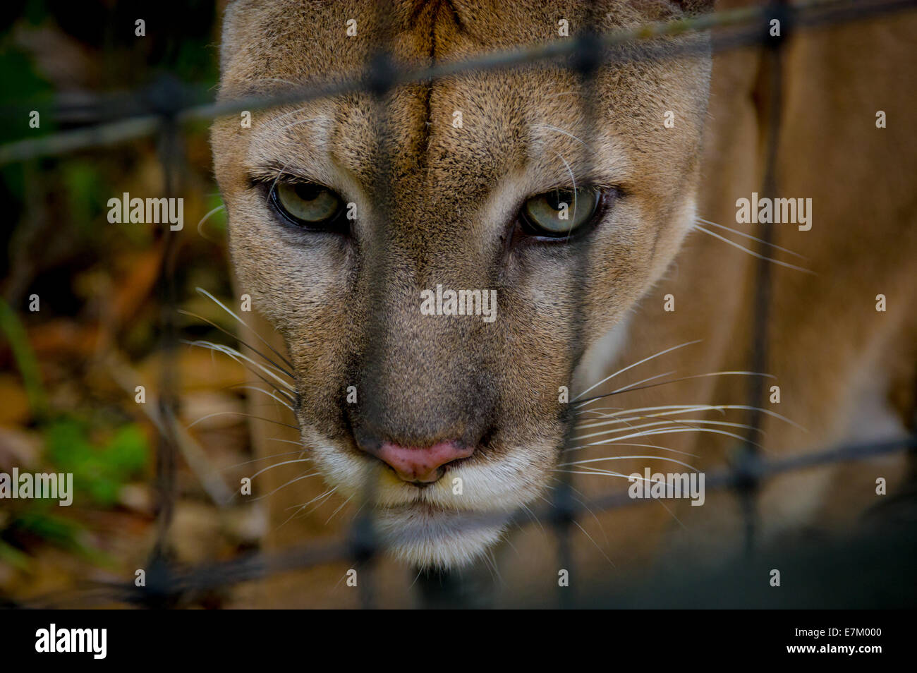 Cougars animal hi-res stock photography and images - Alamy