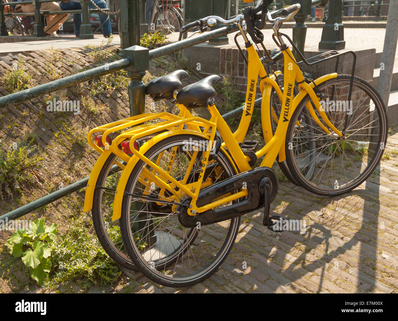 Yellow bikes for rent- public transport in the historic city of ...
