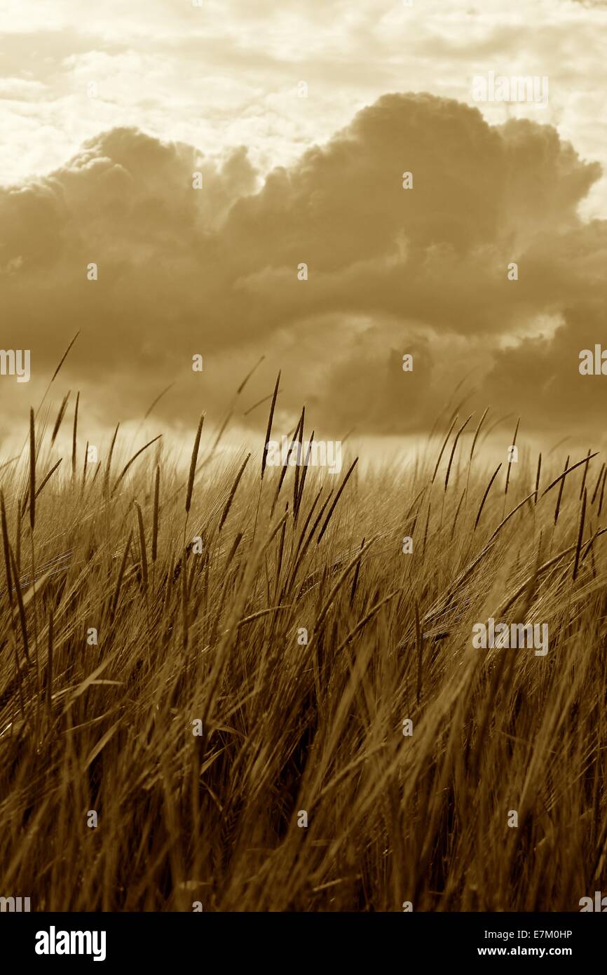 Sepia Barley crop seed growing in rural England with lush green, yellow ...