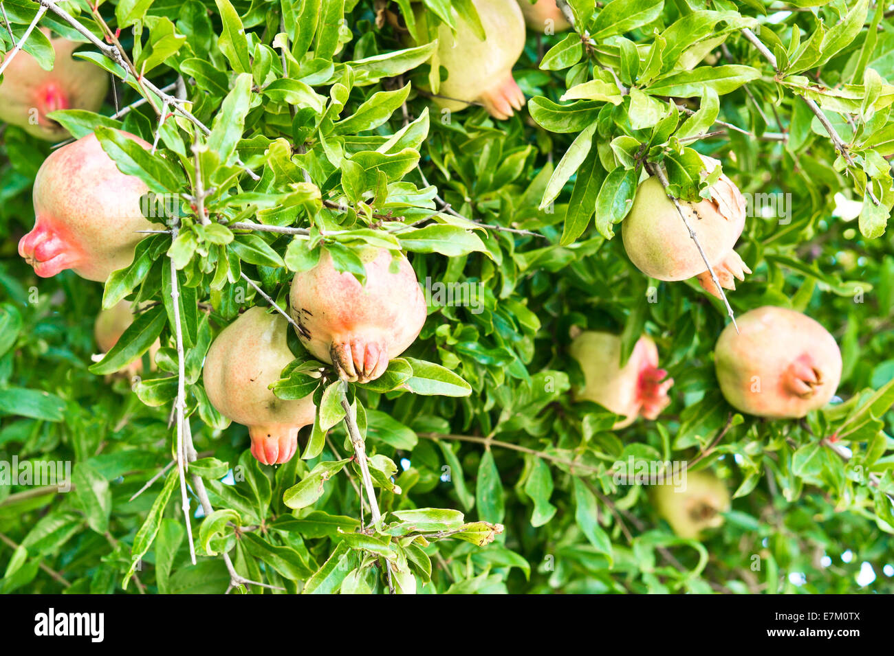 Pomegranates growing on a tree Stock Photo - Alamy