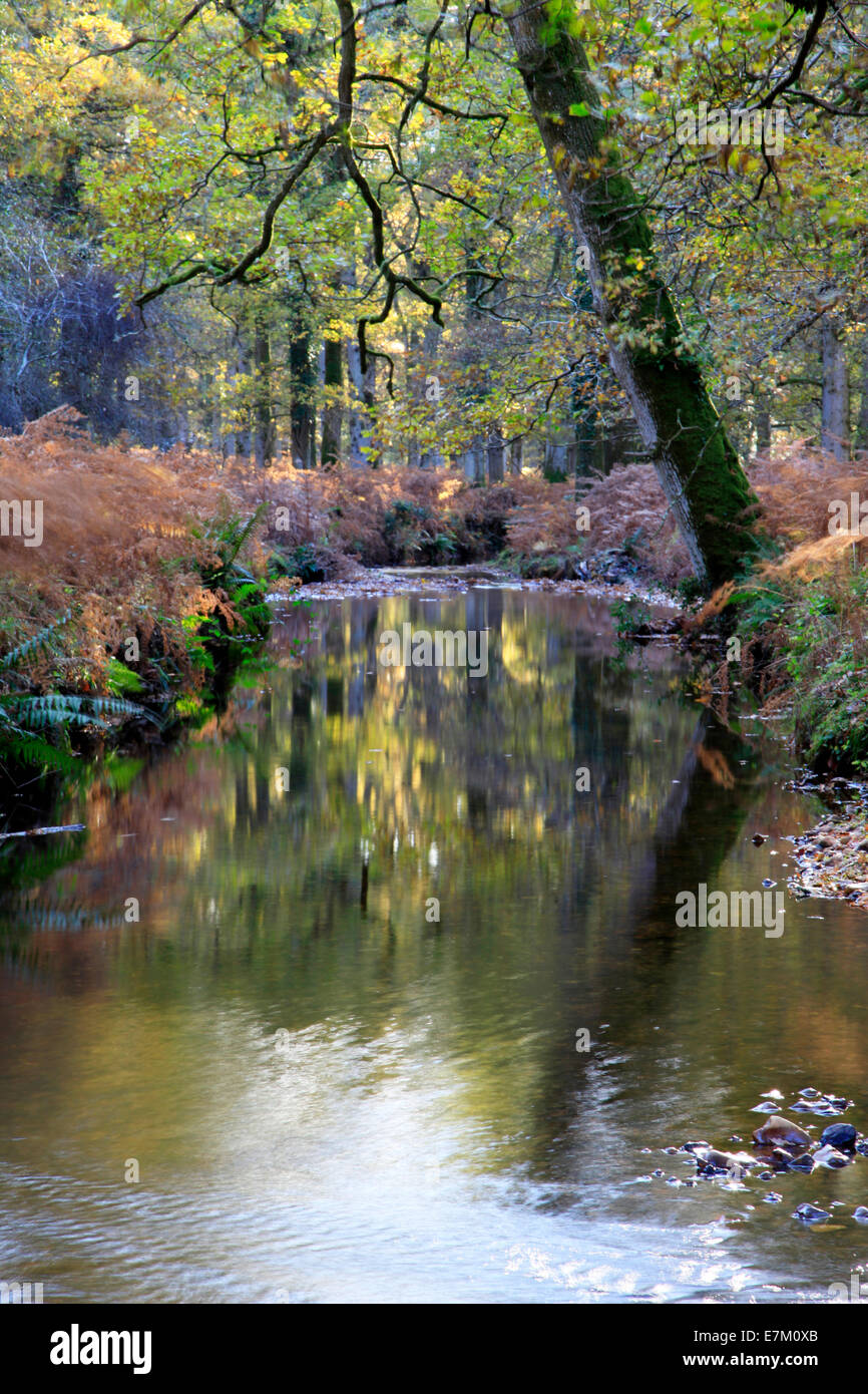 Latchmore brook new forest hi-res stock photography and images - Alamy