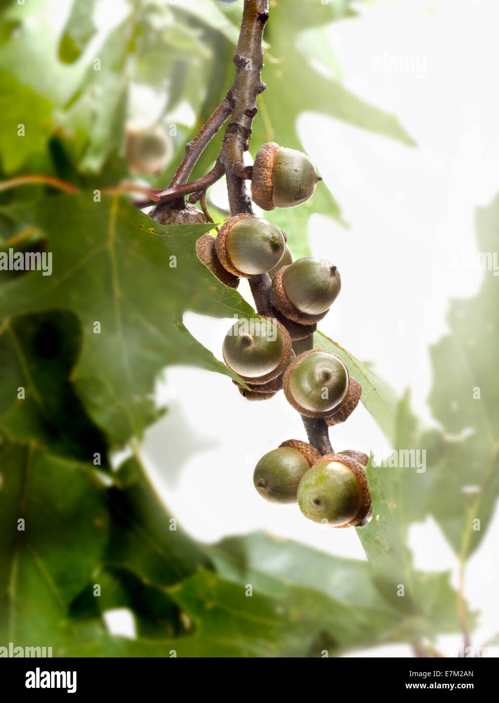 Groups of Acorn nuts on branch with leaves and high key light in ...