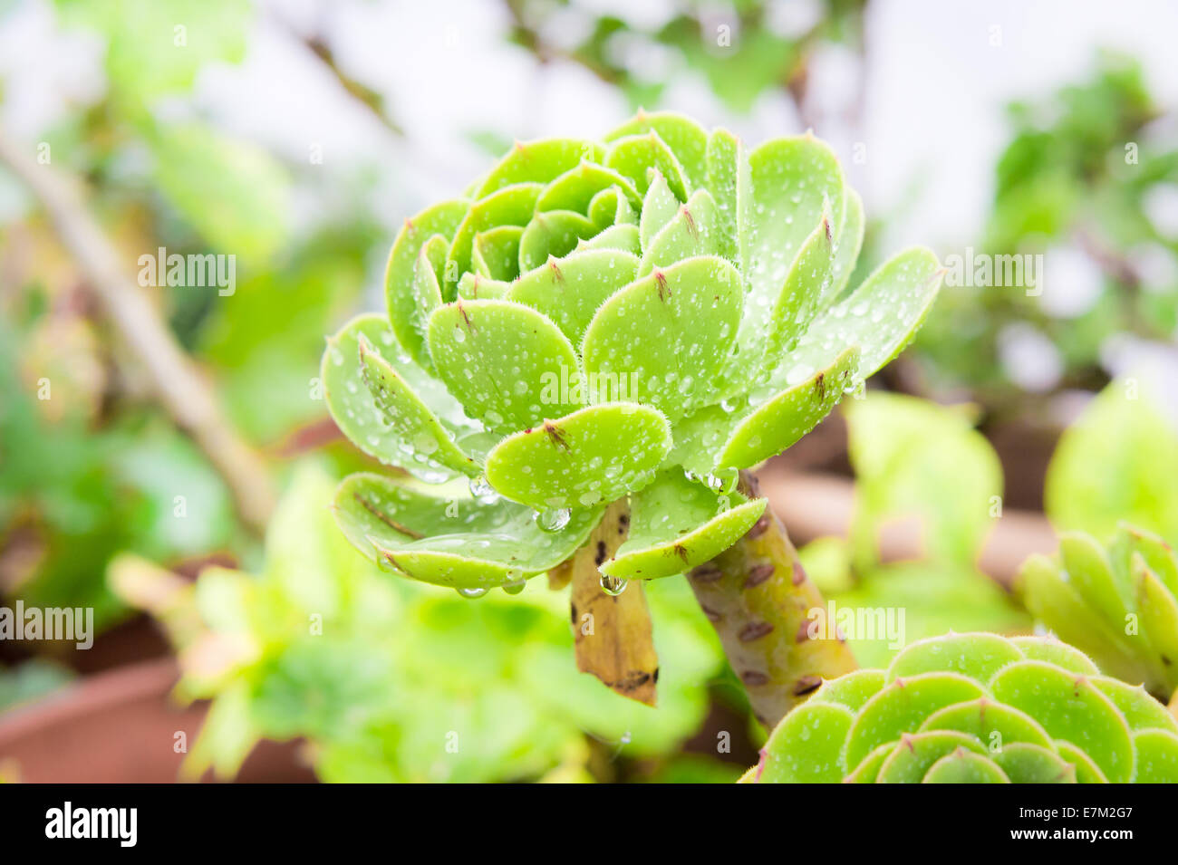 Singular succulent hi-res stock photography and images - Alamy