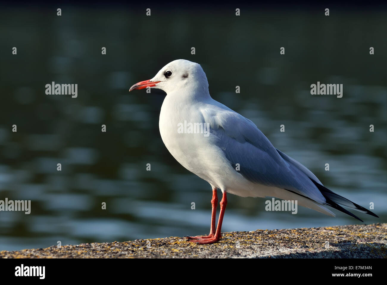 Bird seagull sits on stone hi-res stock photography and images - Alamy