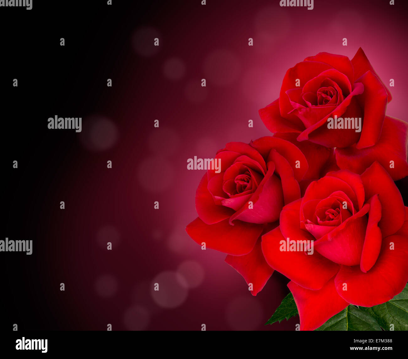 Three roses on black hi-res stock photography and images - Alamy