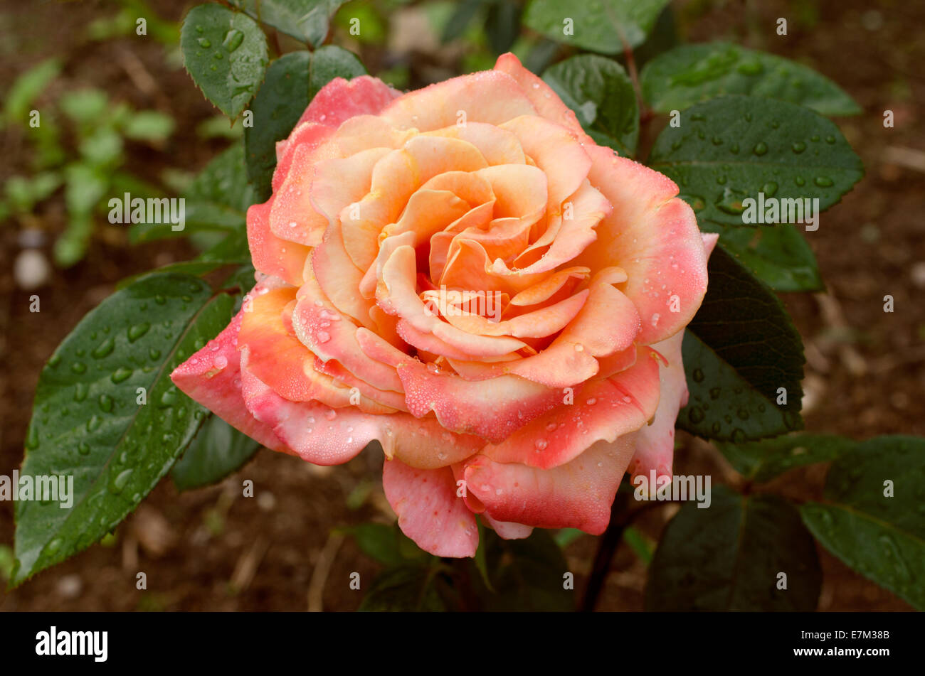 single pink rose are in garden outdoors Stock Photo - Alamy