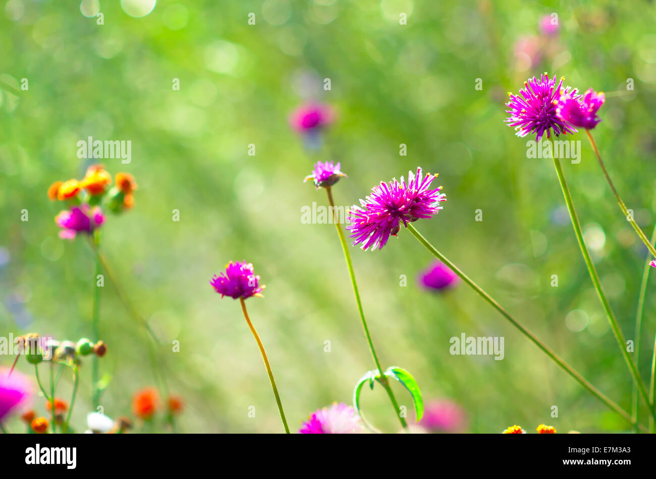 Daydream hi-res stock photography and images - Alamy