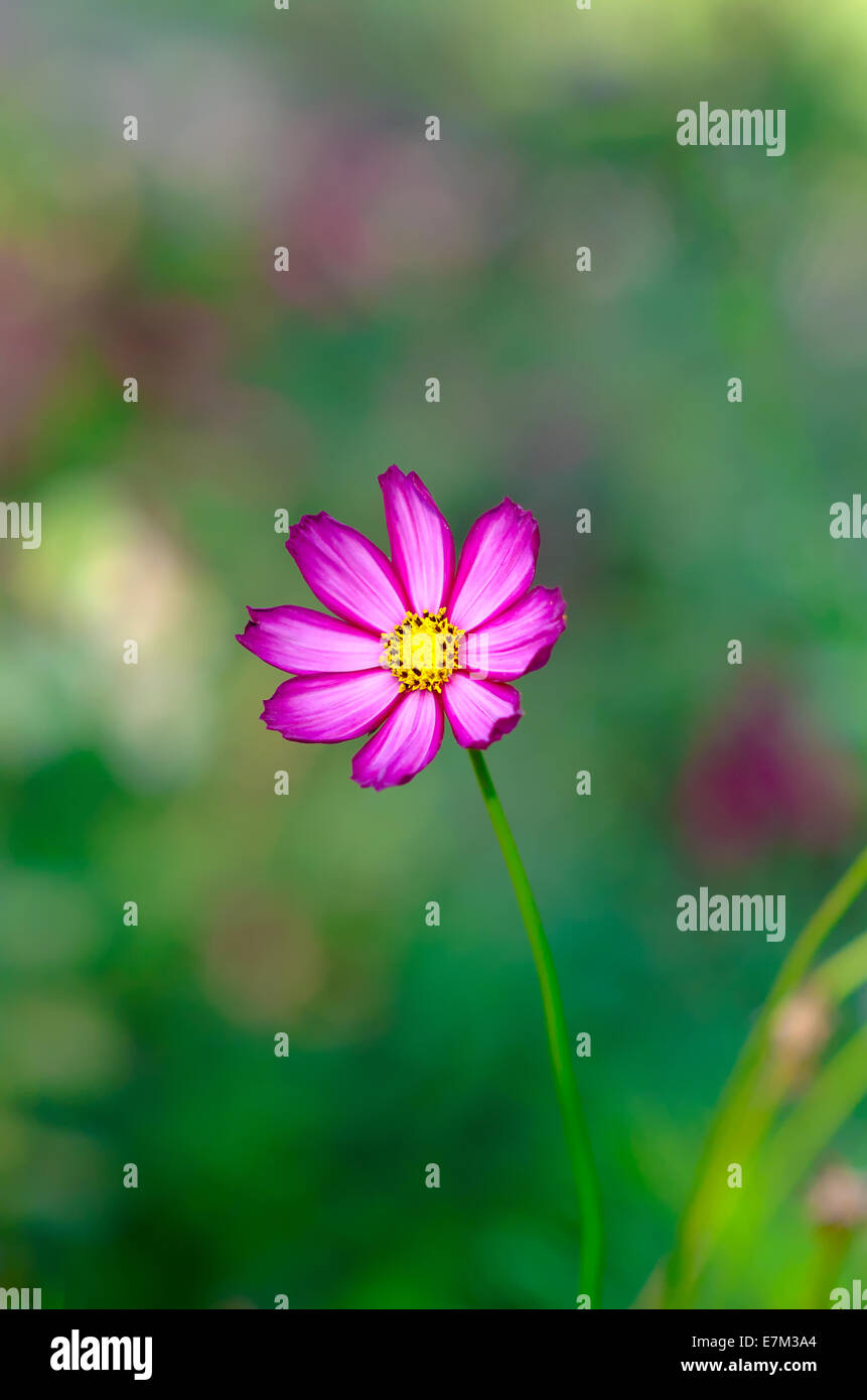 Alone lonely flower hi-res stock photography and images - Alamy