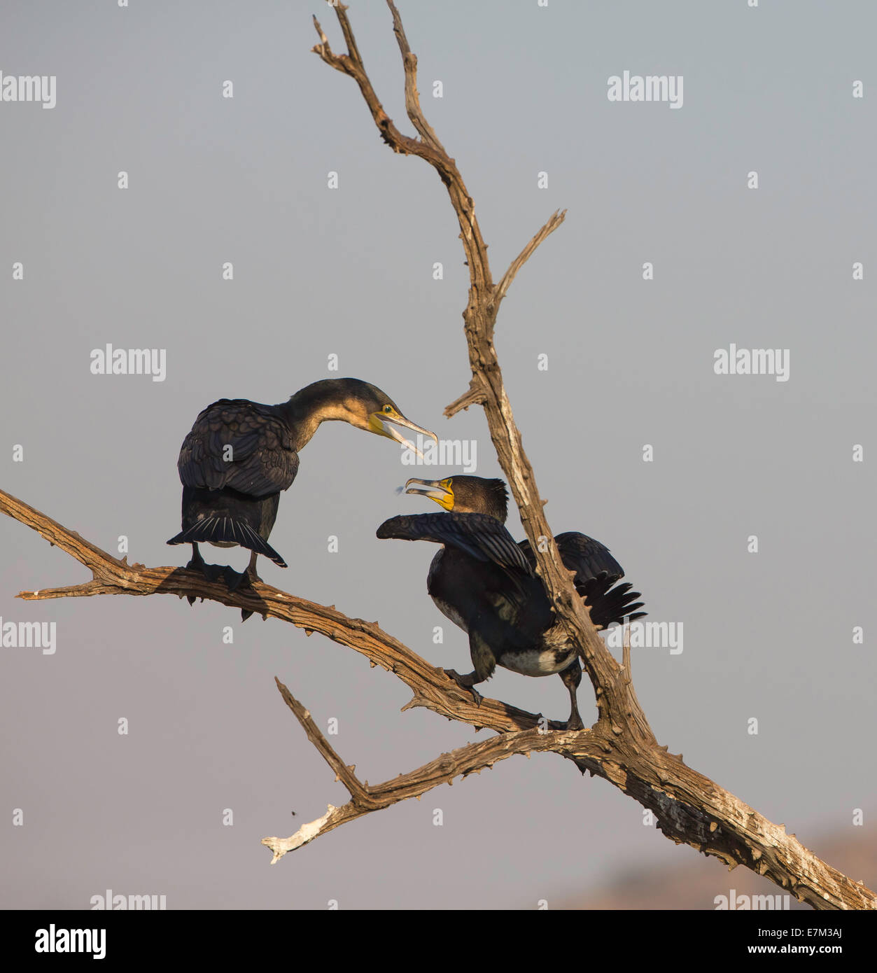Pair interaction hi-res stock photography and images - Alamy