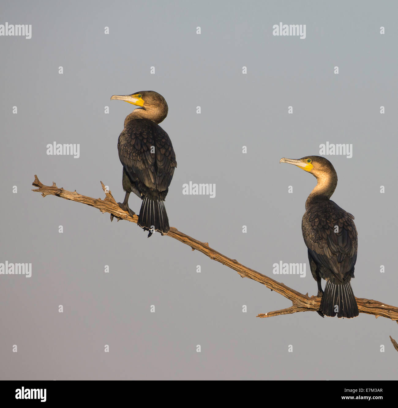 cormorants pair sitting on branch Stock Photo - Alamy