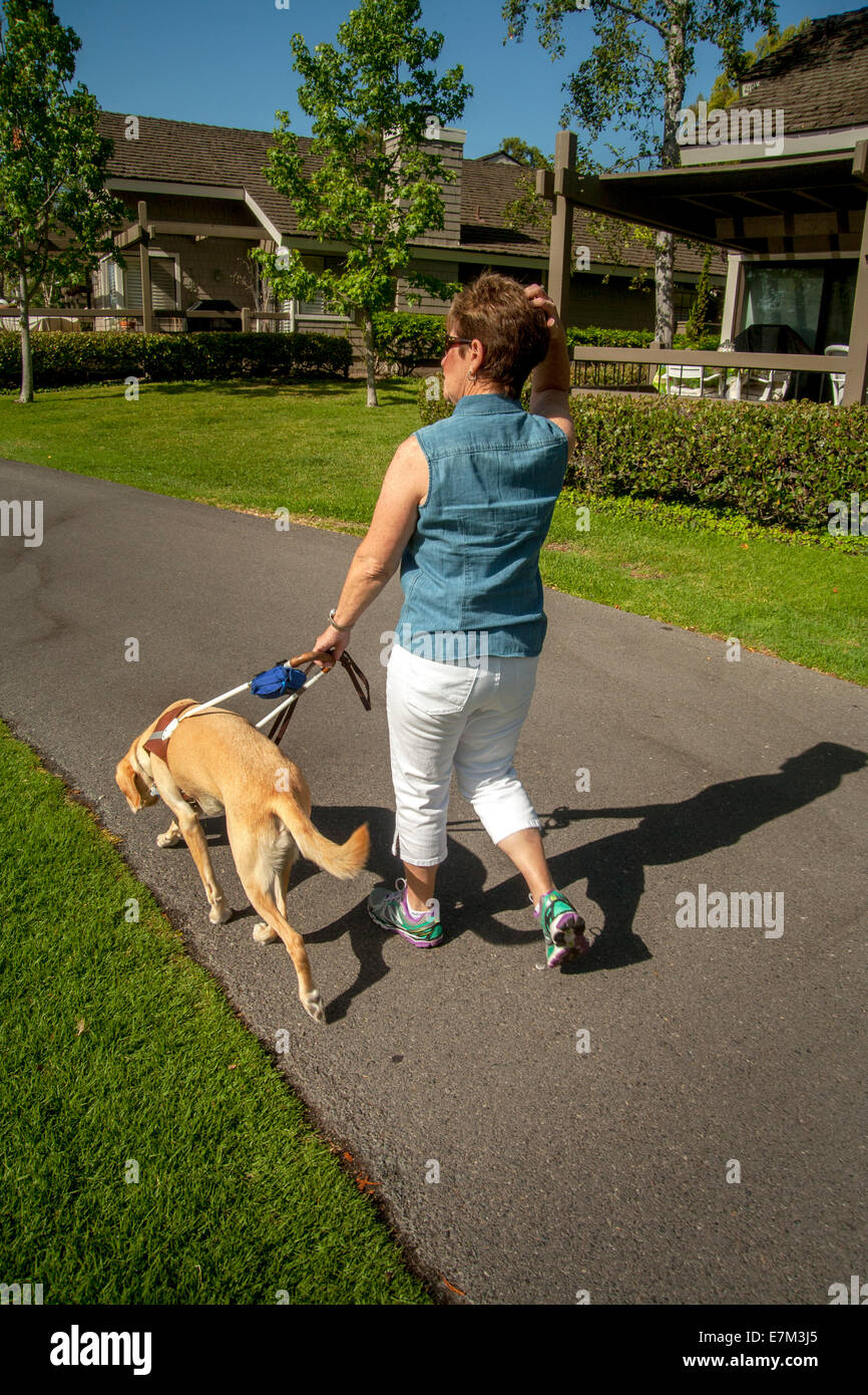 Lead by her yellow Labrador retriever guide dog, a blind woman walks in ...