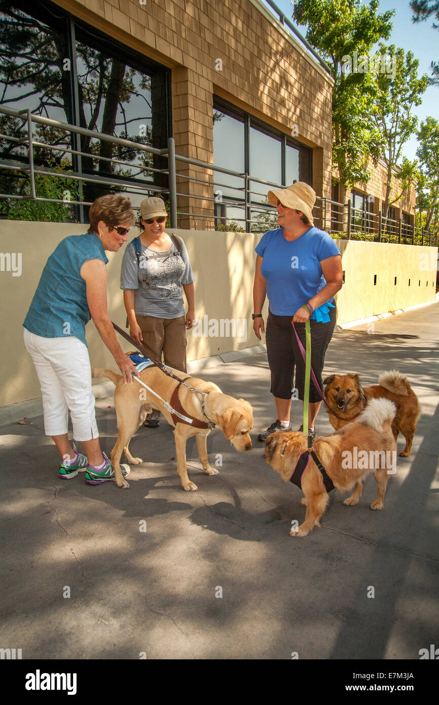 A blind woman and her yellow Labrador retriever guide dog meets with ...