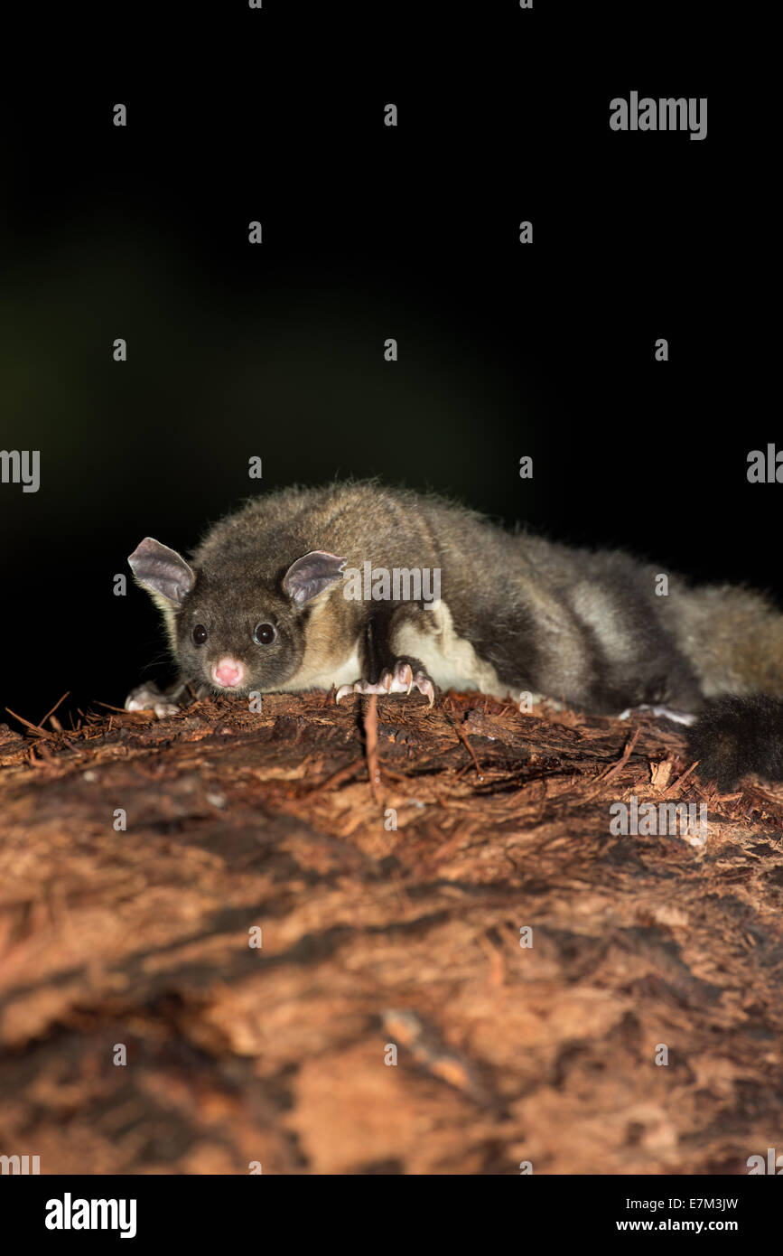 Yellow-bellied glider on a tree, Atherton Tablelands, Queensland ...