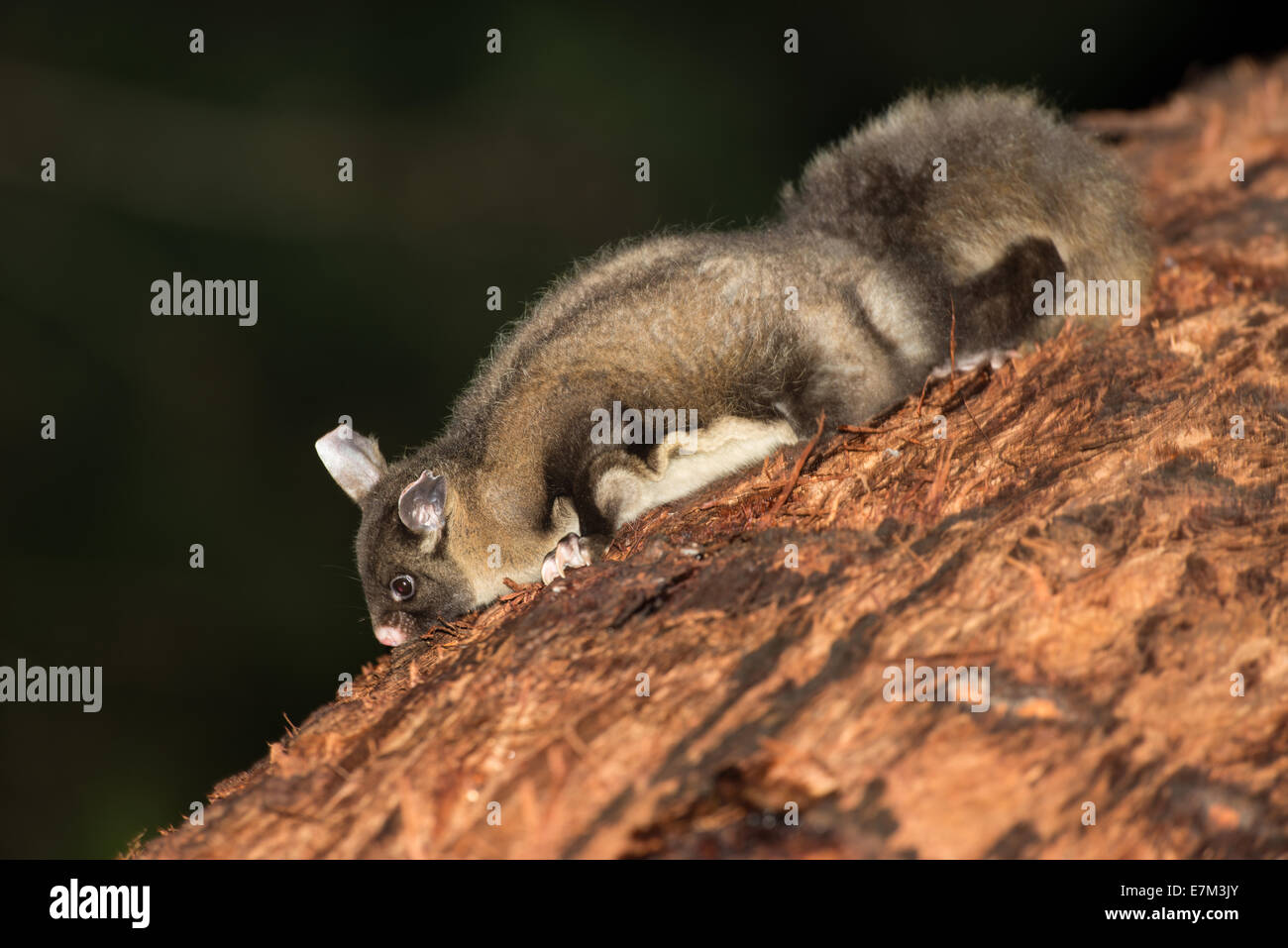 Yellow-bellied glider on a tree, Atherton Tablelands, Queensland ...