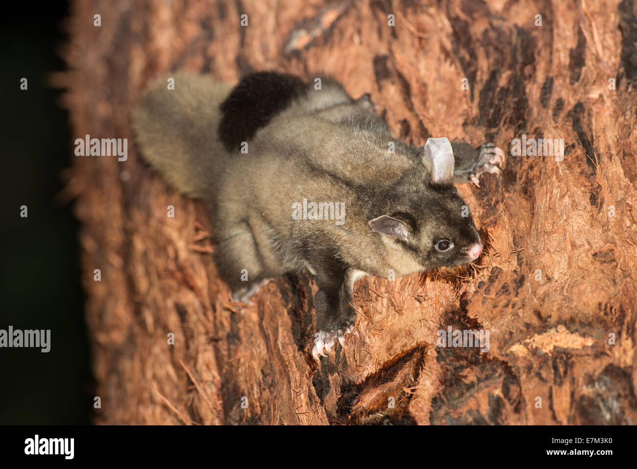 Yellow-bellied glider on a tree, Atherton Tablelands, Queensland ...