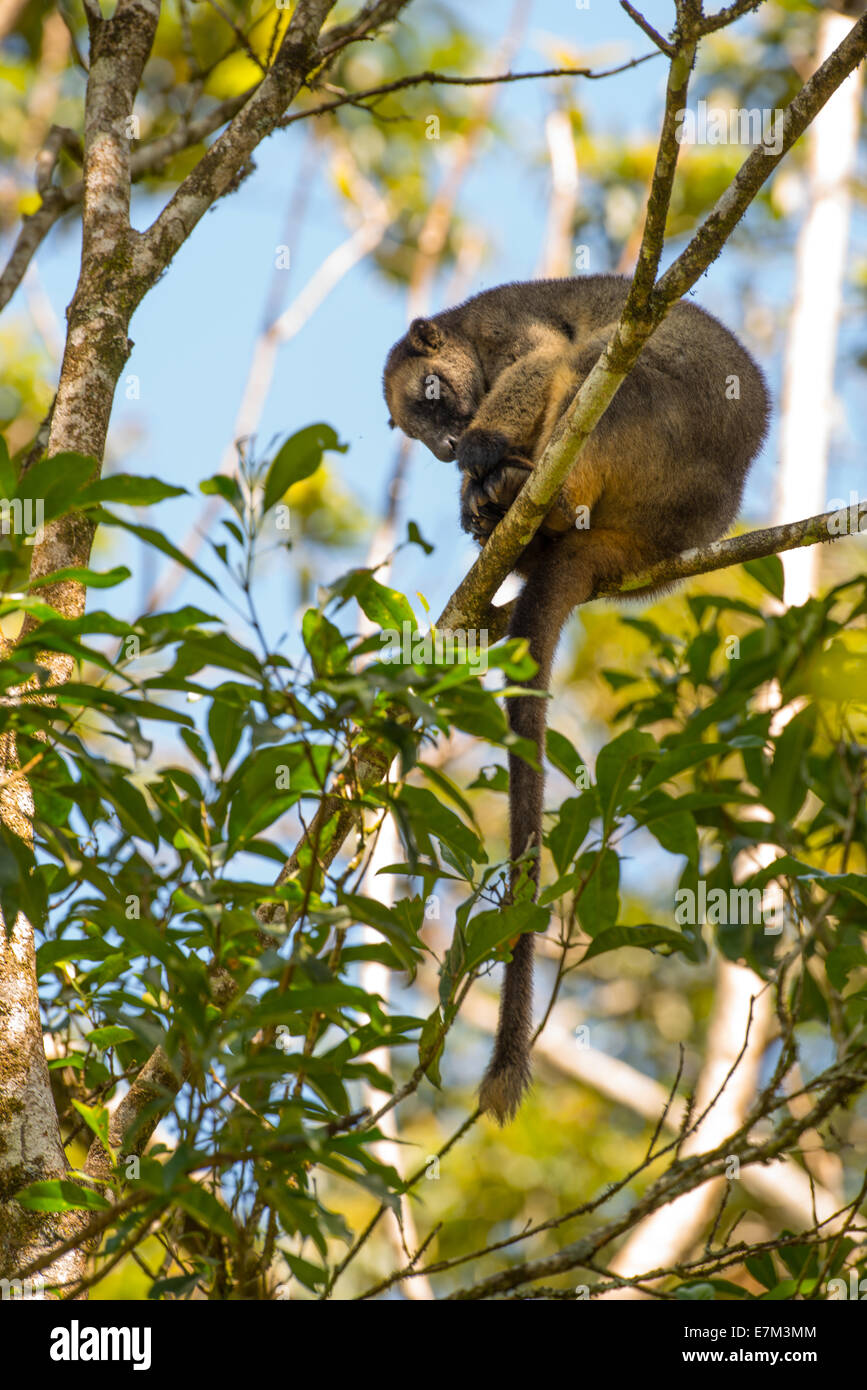 Lumholtz's tree kangaroo in a tree, Atherton Tablelands, Queensland ...