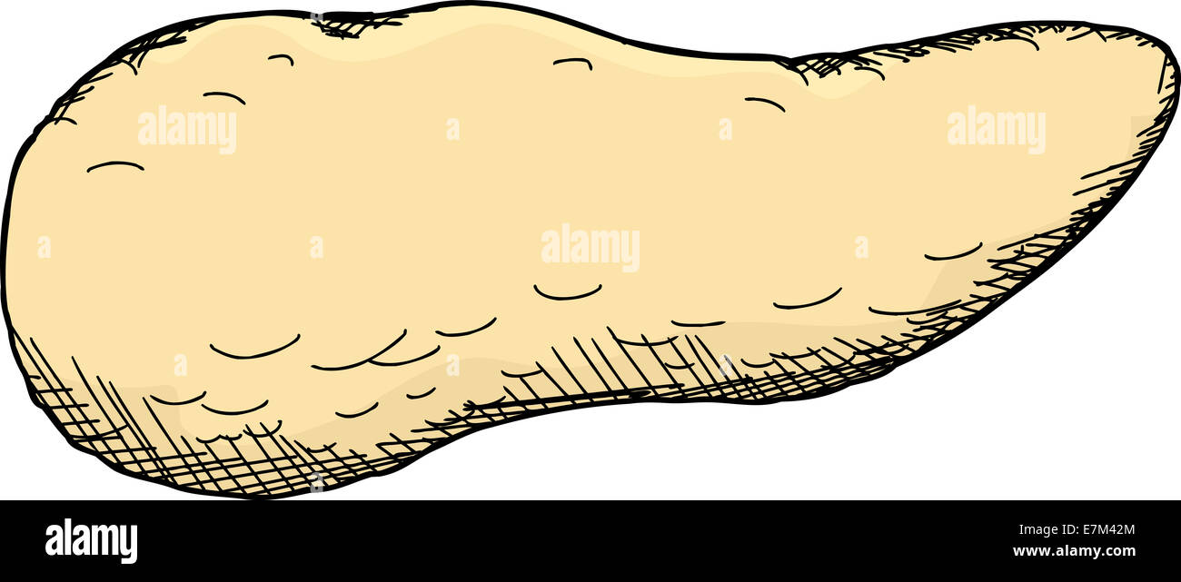 Pancreas cartoon hi-res stock photography and images - Alamy