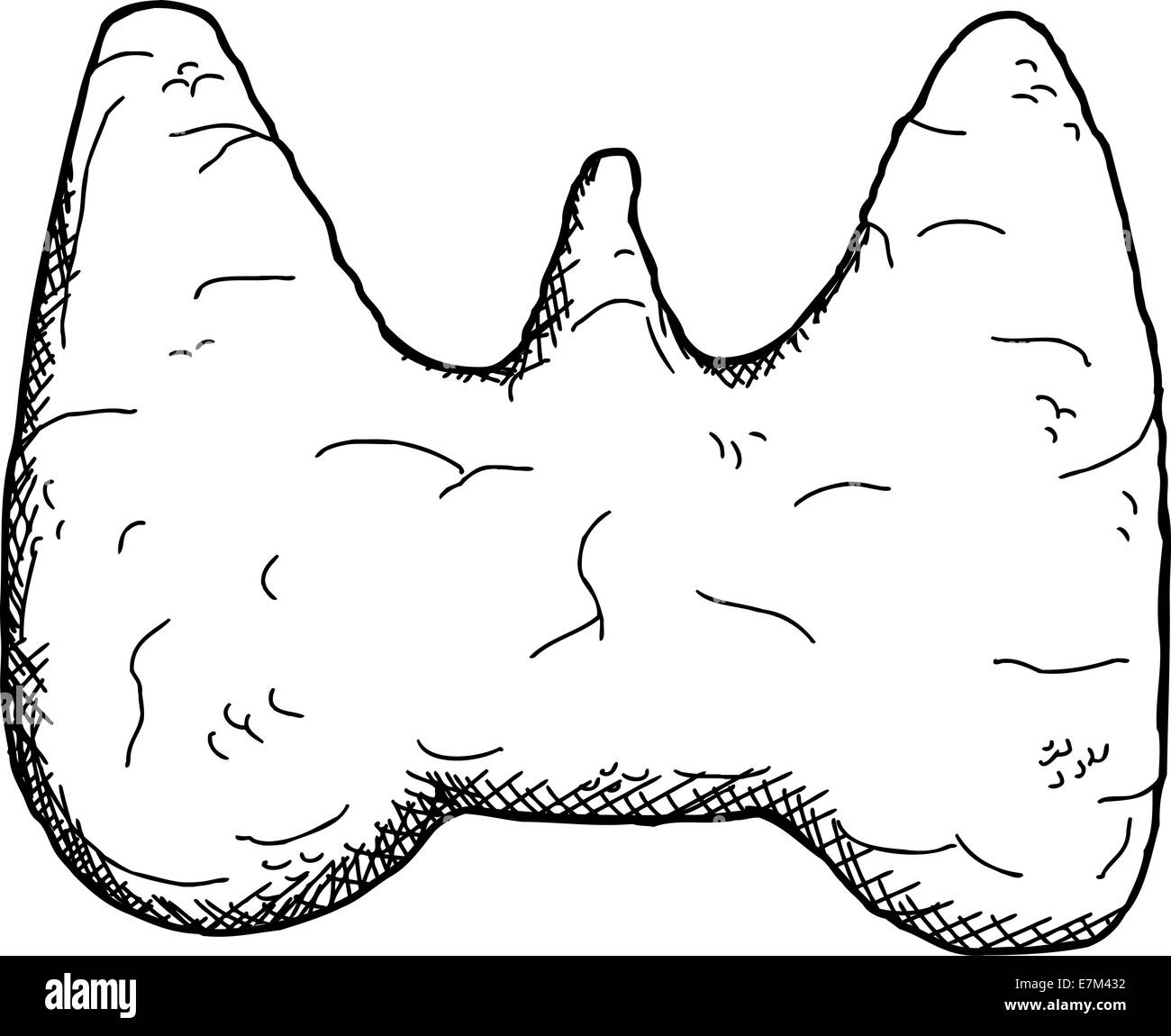 Thyroid gland vector Black and White Stock Photos & Images - Alamy