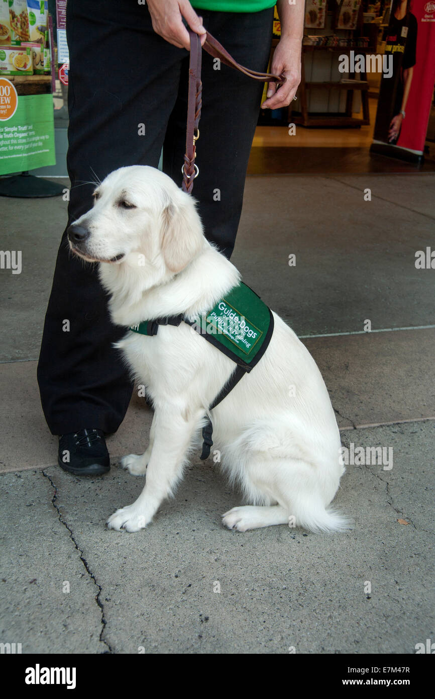 Professional guide dog trainer hi-res stock photography and images - Alamy