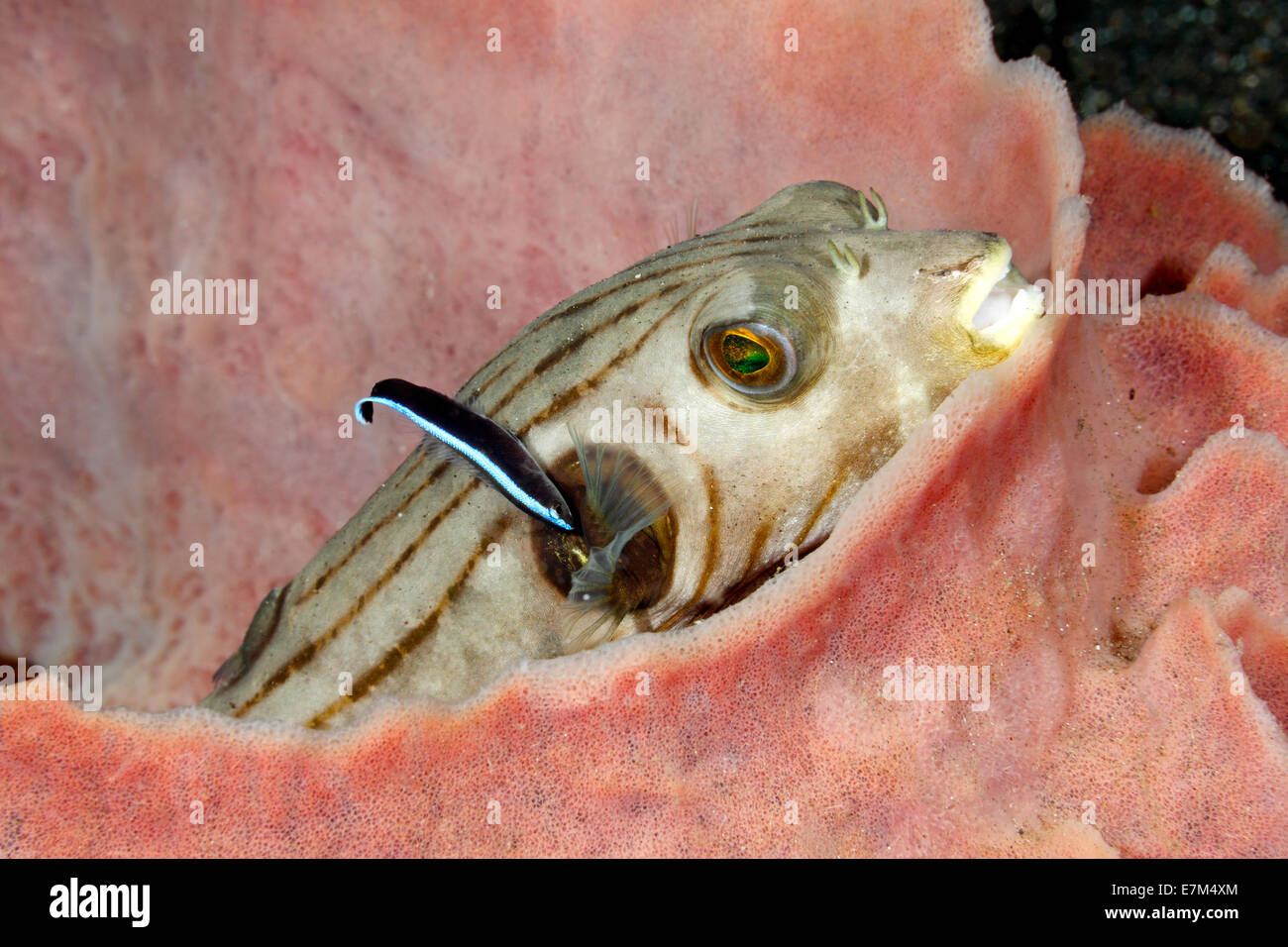 Lined Puffer, Arothron manilensis, resting in a barrel sponge while ...