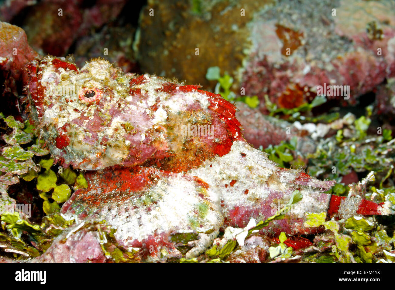 Devil Scorpionfish, Scorpaenopsis diabolus, camouflaged on the reef as ...