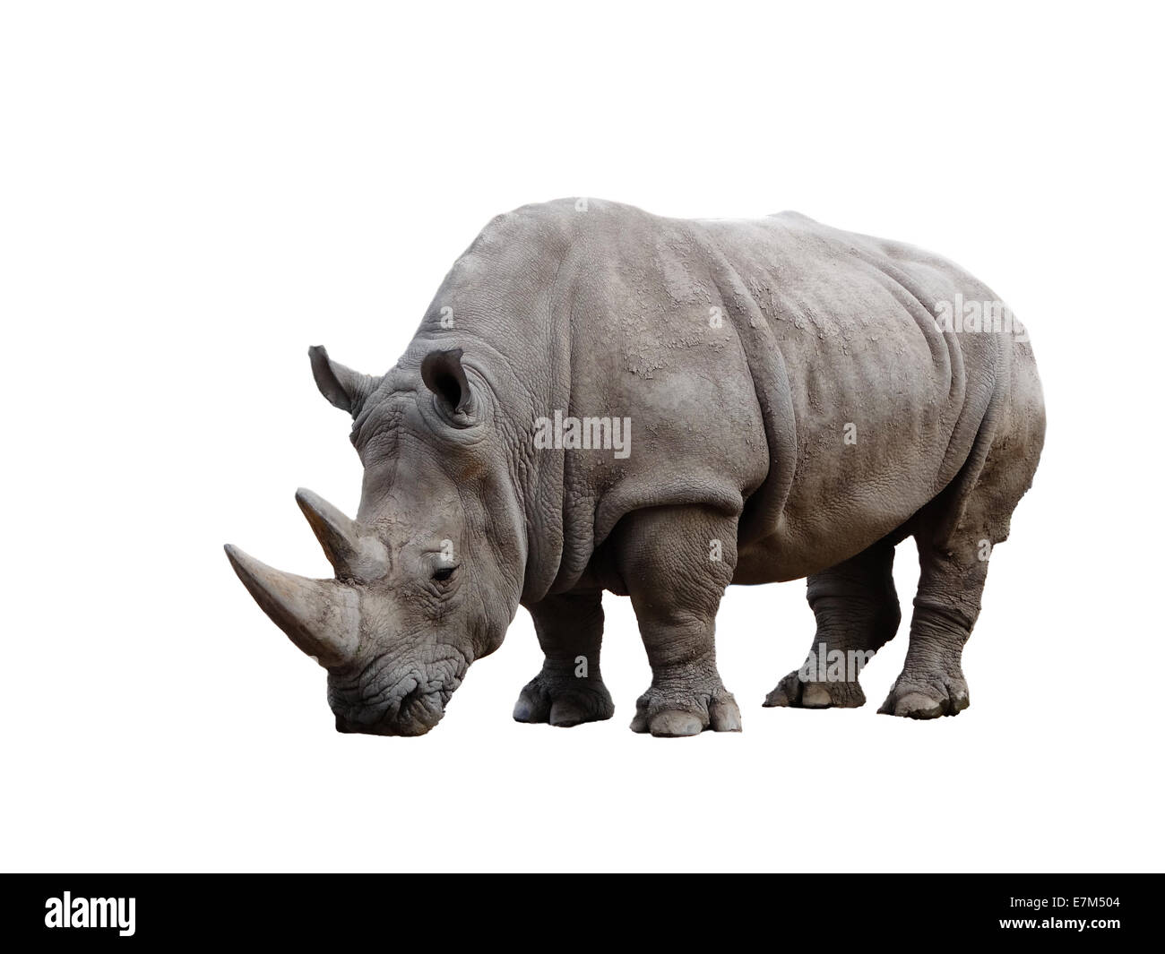Big african Rhino isolated on a white background Stock Photo - Alamy
