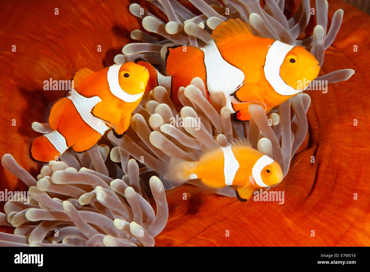 Percula Clownfish