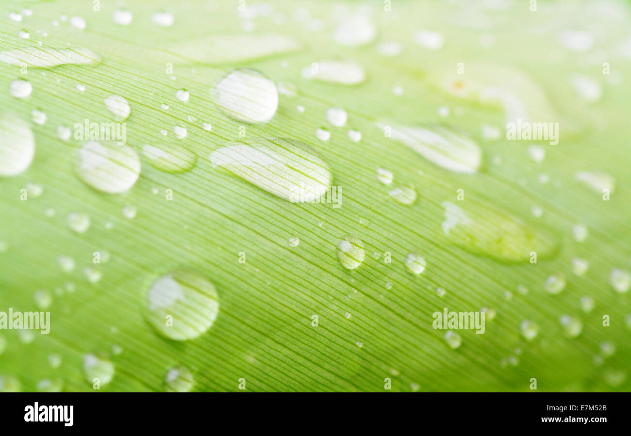 Scattered water droplets on leaf hi-res stock photography and images ...