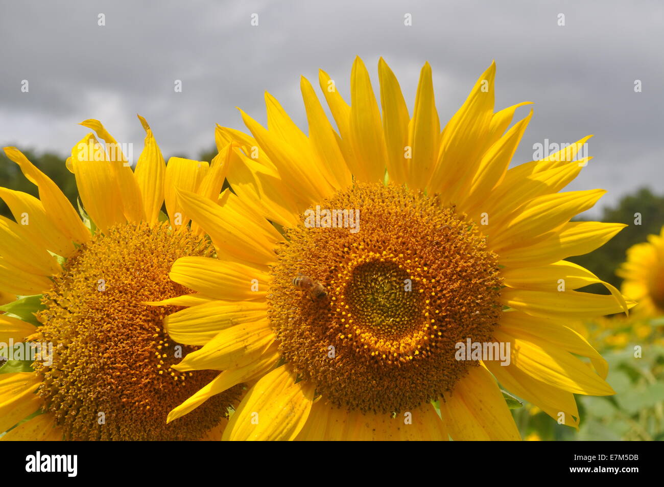 MT Fuji sunflowers Stock Photo - Alamy