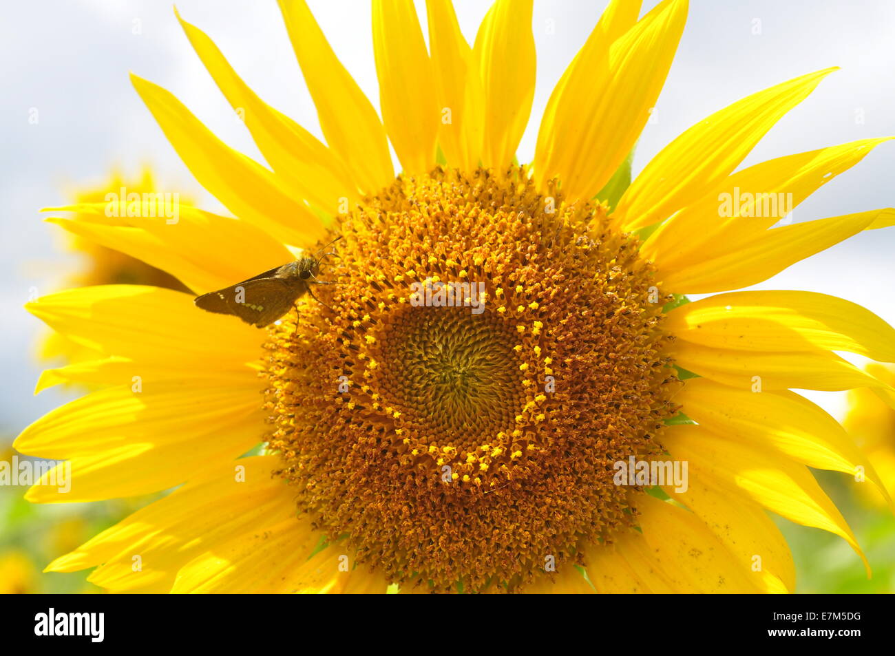 Mt sunflower hi-res stock photography and images - Alamy