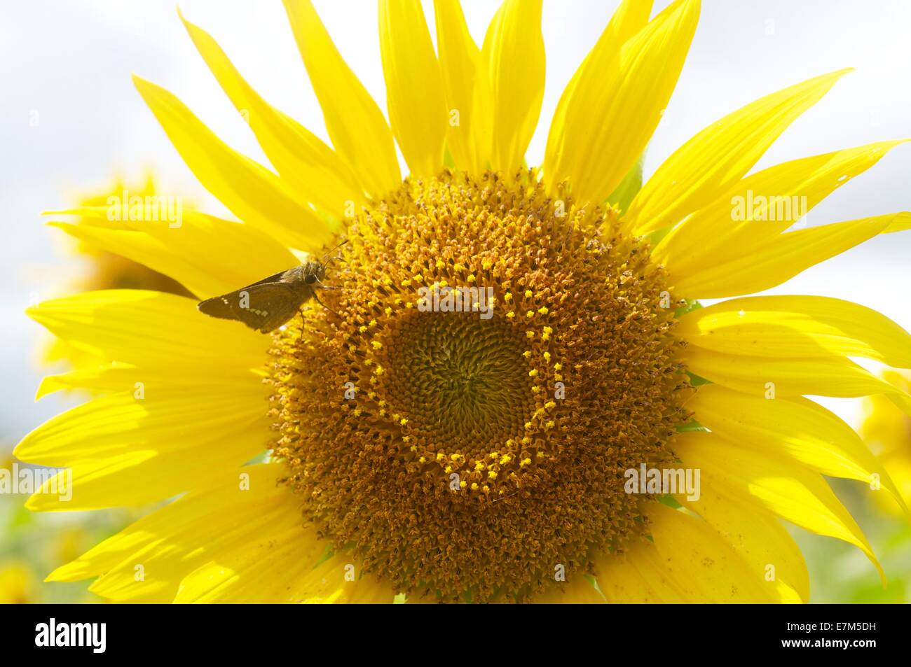 Suflowers High Resolution Stock Photography and Images - Alamy