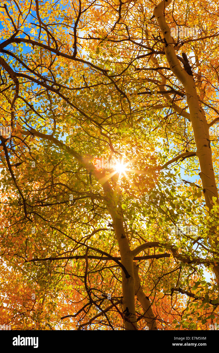 Como Boreas Pass, Colorado USA. 20 September 2014. Fall colors in the ...