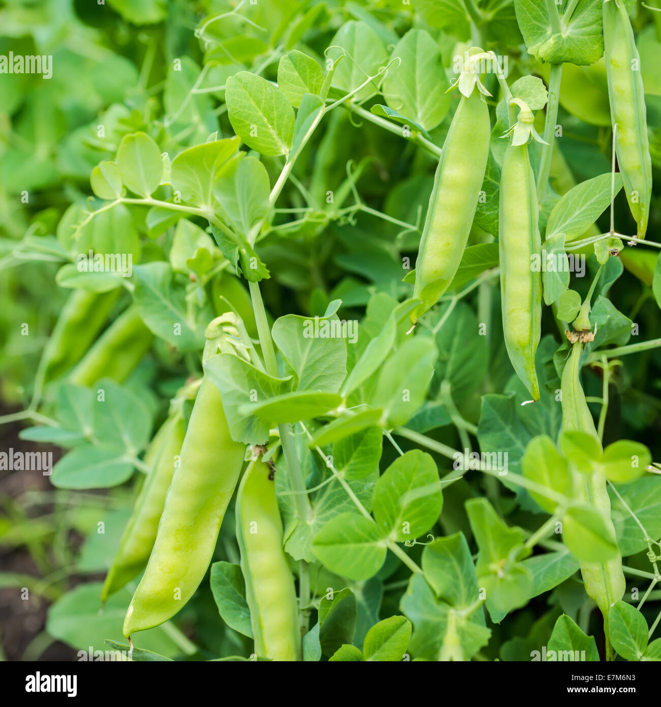 Comestib hi-res stock photography and images - Alamy