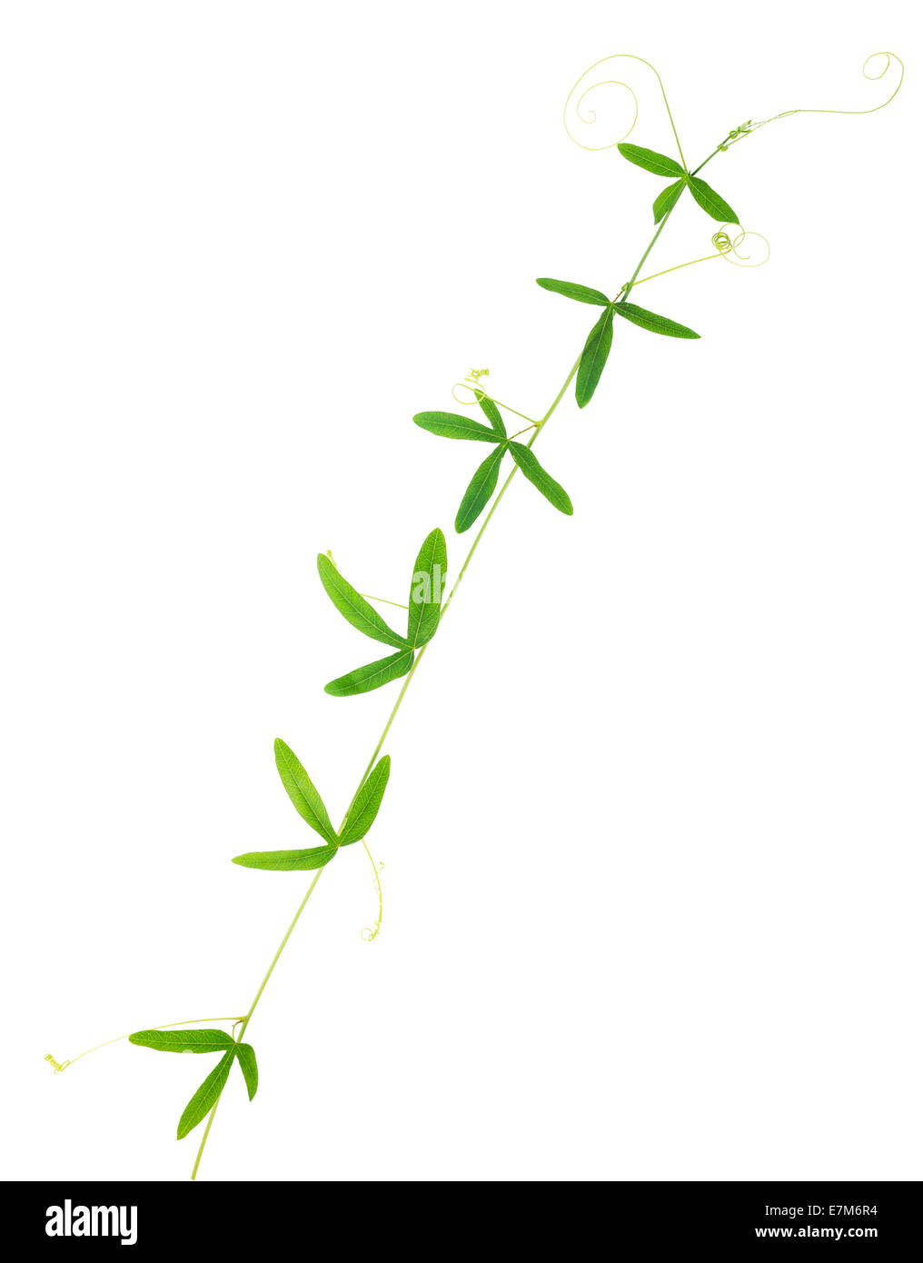 Green passionflower tendril closeup is isolated on white background ...