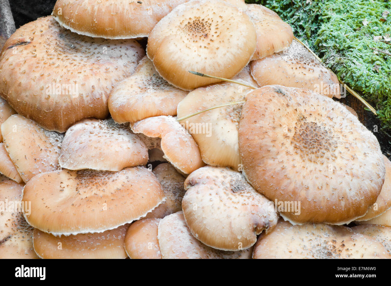 Honey fungus armillaria ostoyae in forest Stock Photo - Alamy
