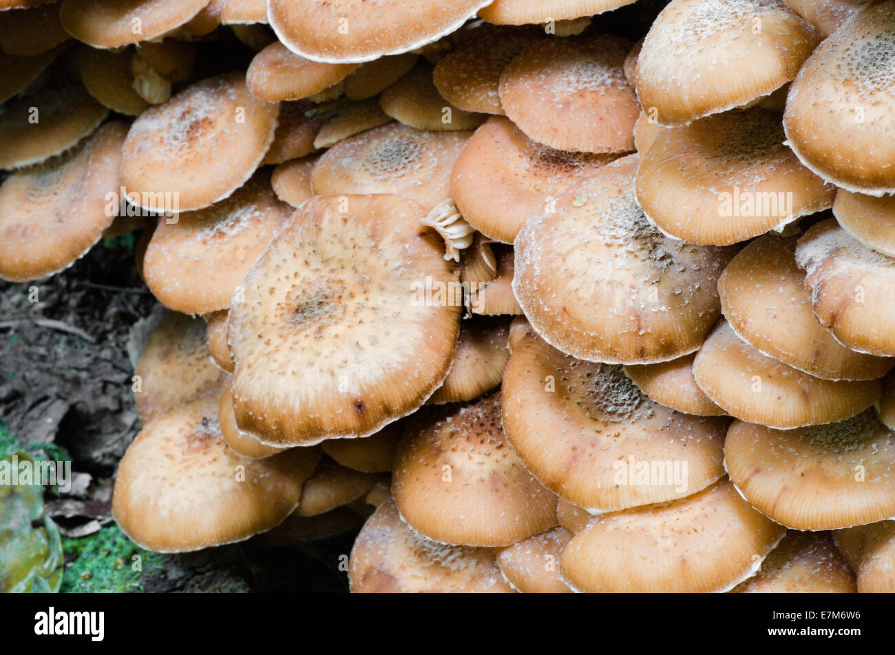Honey fungus armillaria ostoyae in forest Stock Photo - Alamy